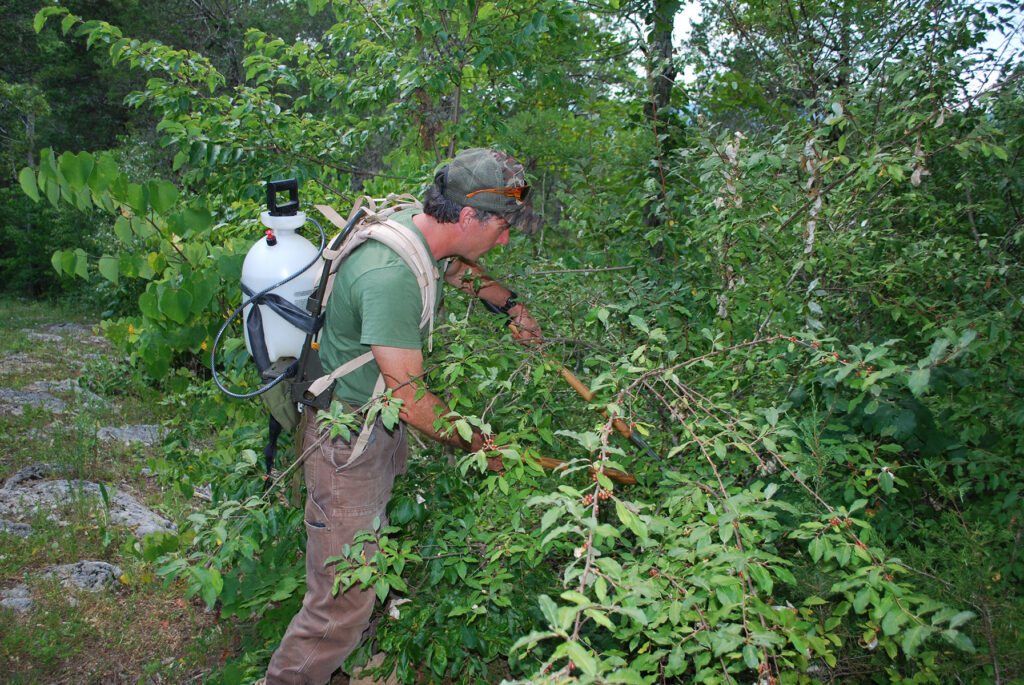 How to Control Invasive Plants on the Homestead - Countryside